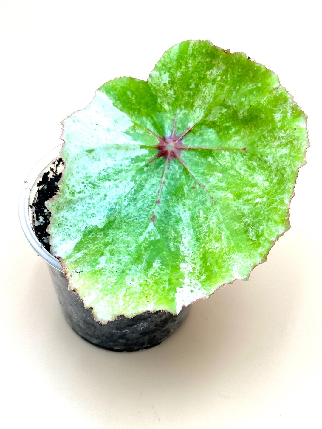 Begonia Rouge Variegated/beautiful Colorful Begonia/terrarium Plant ...