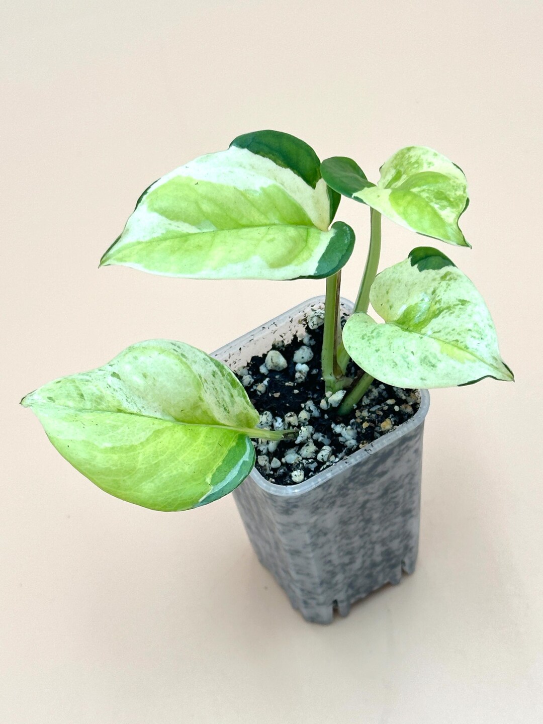 Japanese Global Pothos/rare Epipremnum With Beautiful Variegation ...