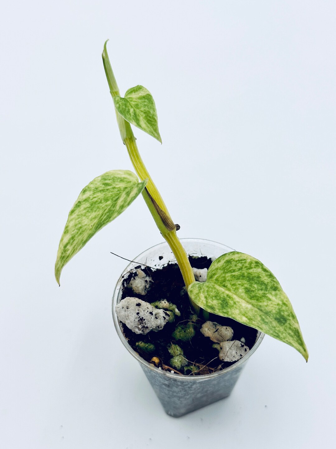 Variegated Cebu Blue Aurea Epi Pinnatum Rooted Top Cut/rare - Etsy