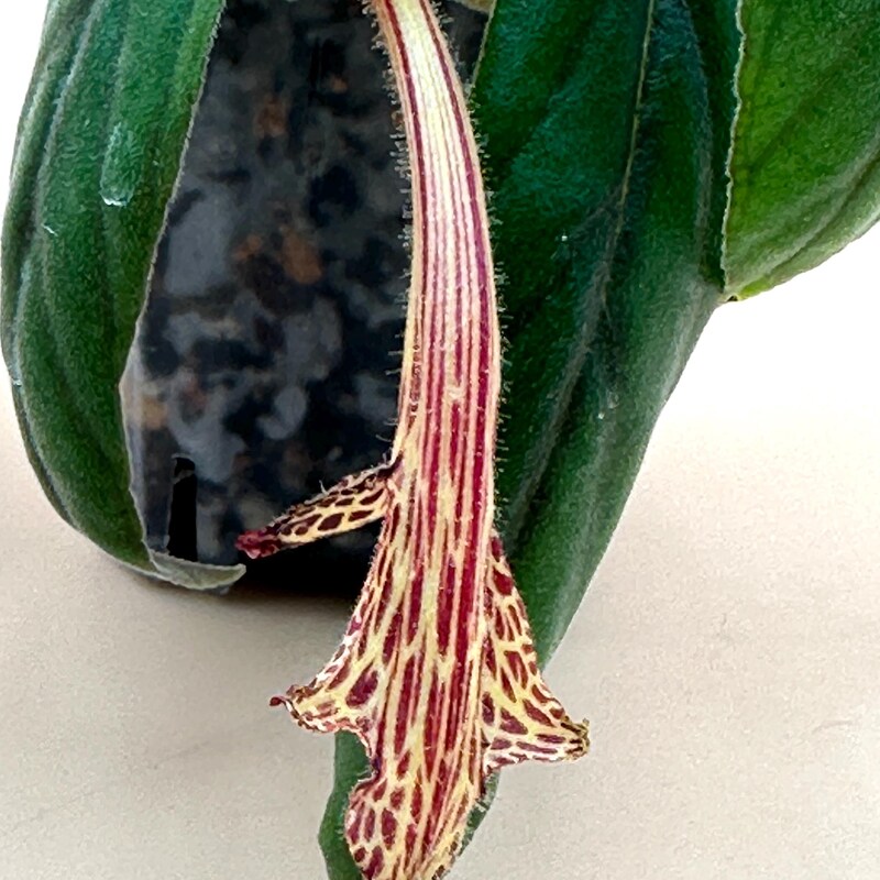 PlantieAngie - Etsy