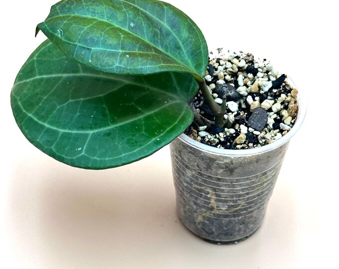 Hoya Sarawak Cream/huge Leaf Hoya/dinner Plate Hoya/rooted and Growing ...