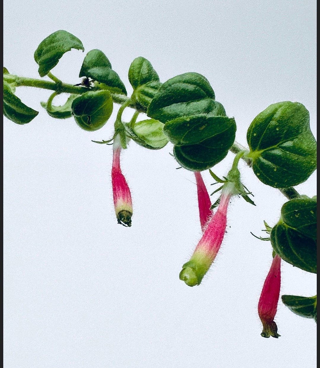 Rare Columnea Colombiana/beautiful Hot Pink Blooms/collectors Plant/us ...
