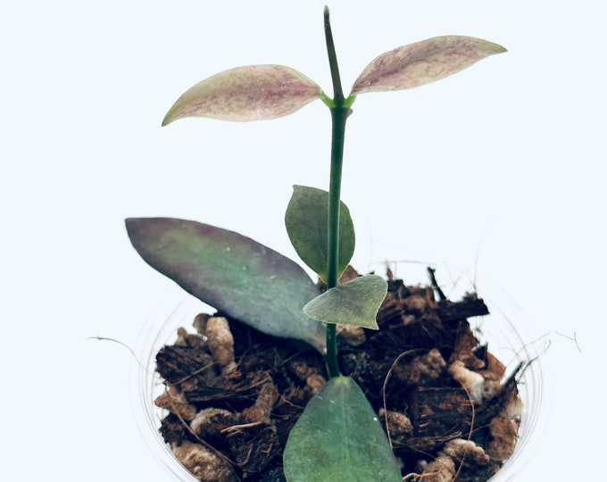 Hoya Anulata (FKA Pseudo Littoralis) Rooted Plantlet/rare Hoya That ...