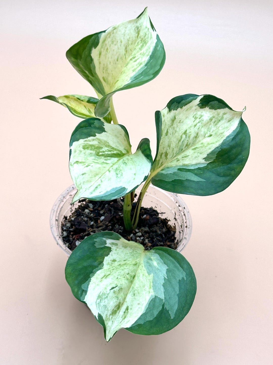 Epipremnum Manjula Pothos With Beautiful Variegation/japanese Pothos ...
