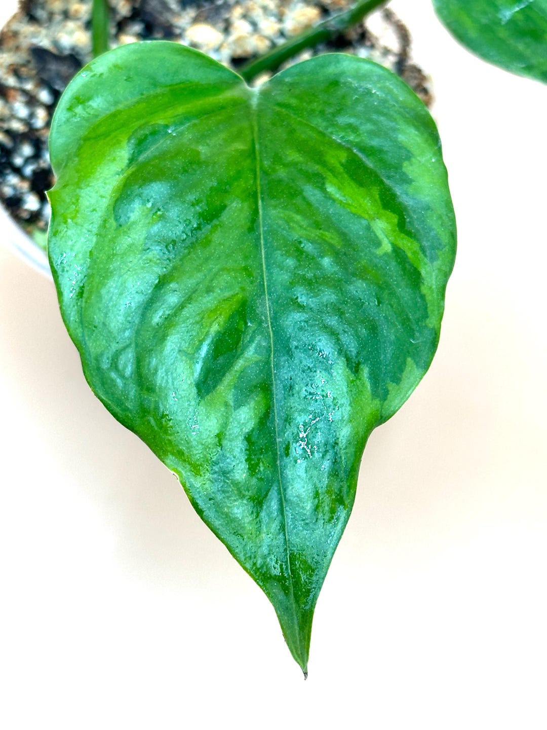 Victory/camo Pothos/rare Epipremnum With Unique Variegation/no Two ...