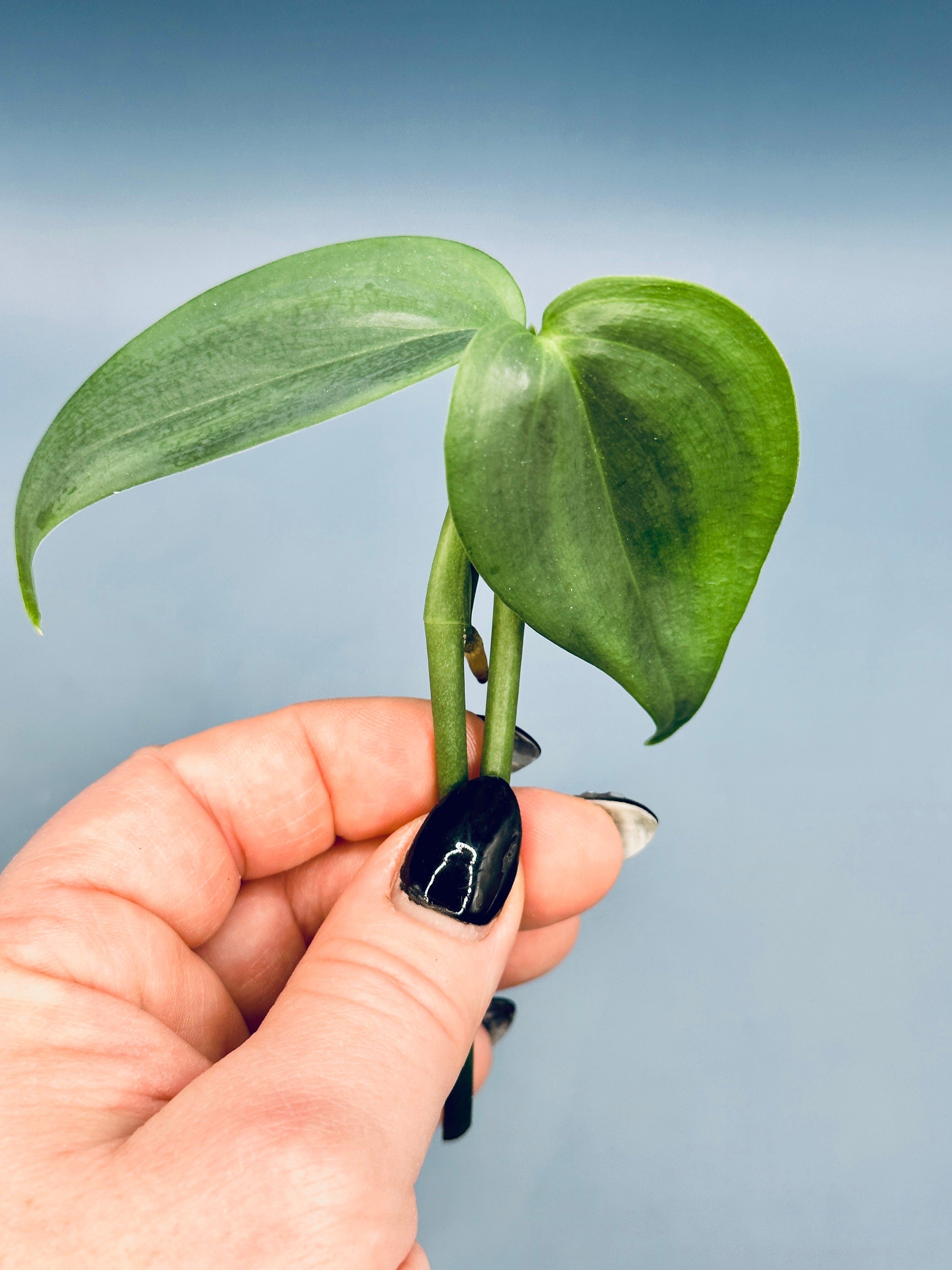 Scindapsus Hederaceus Blue Unrooted Cutting 1 Node 1 Leaf - Etsy