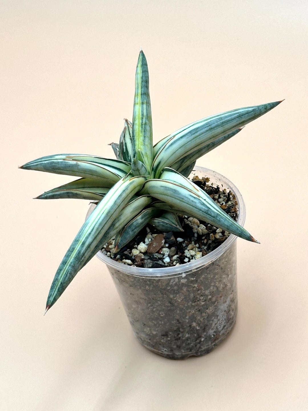 Sansevieria Blue Clone White Variegated/good Size/amazing and Unique ...