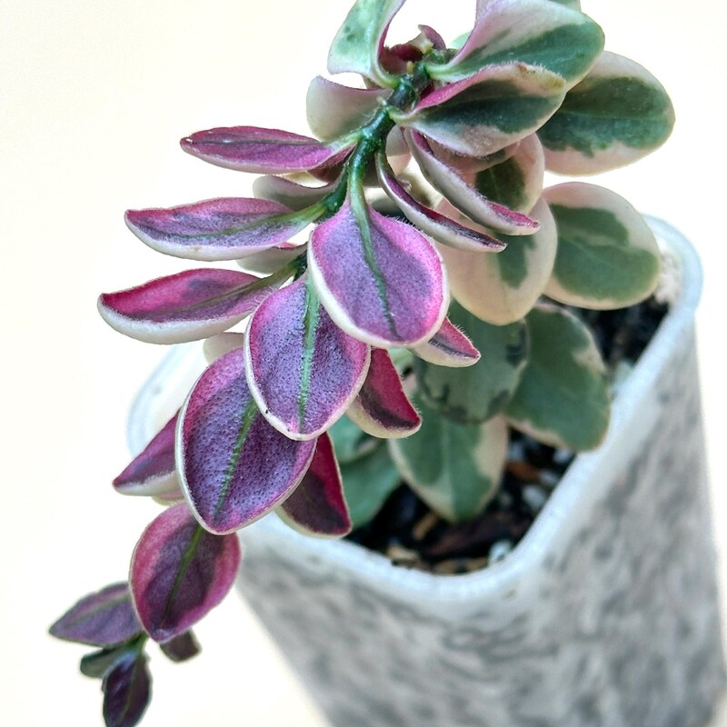 PlantieAngie - Etsy