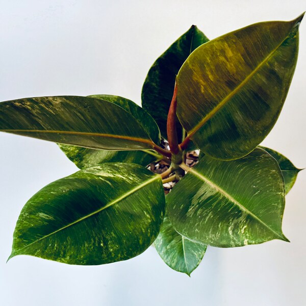 Ficus Triangularis Variegated - Etsy