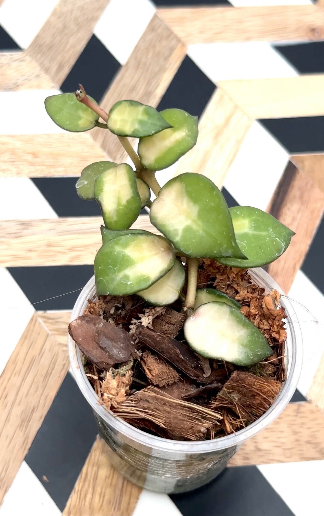 Hoya Lacunosa Golden Flame Rooted Cutting/beautifully Variegated Hoya ...