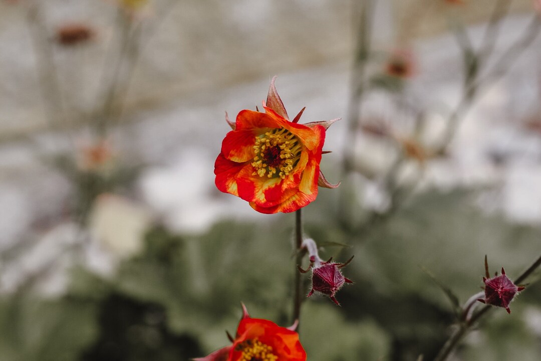 Barnyard Flower Canvas - Etsy