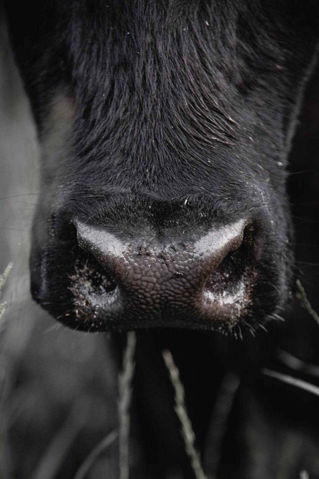 Western Cow Nose Canvas - Etsy