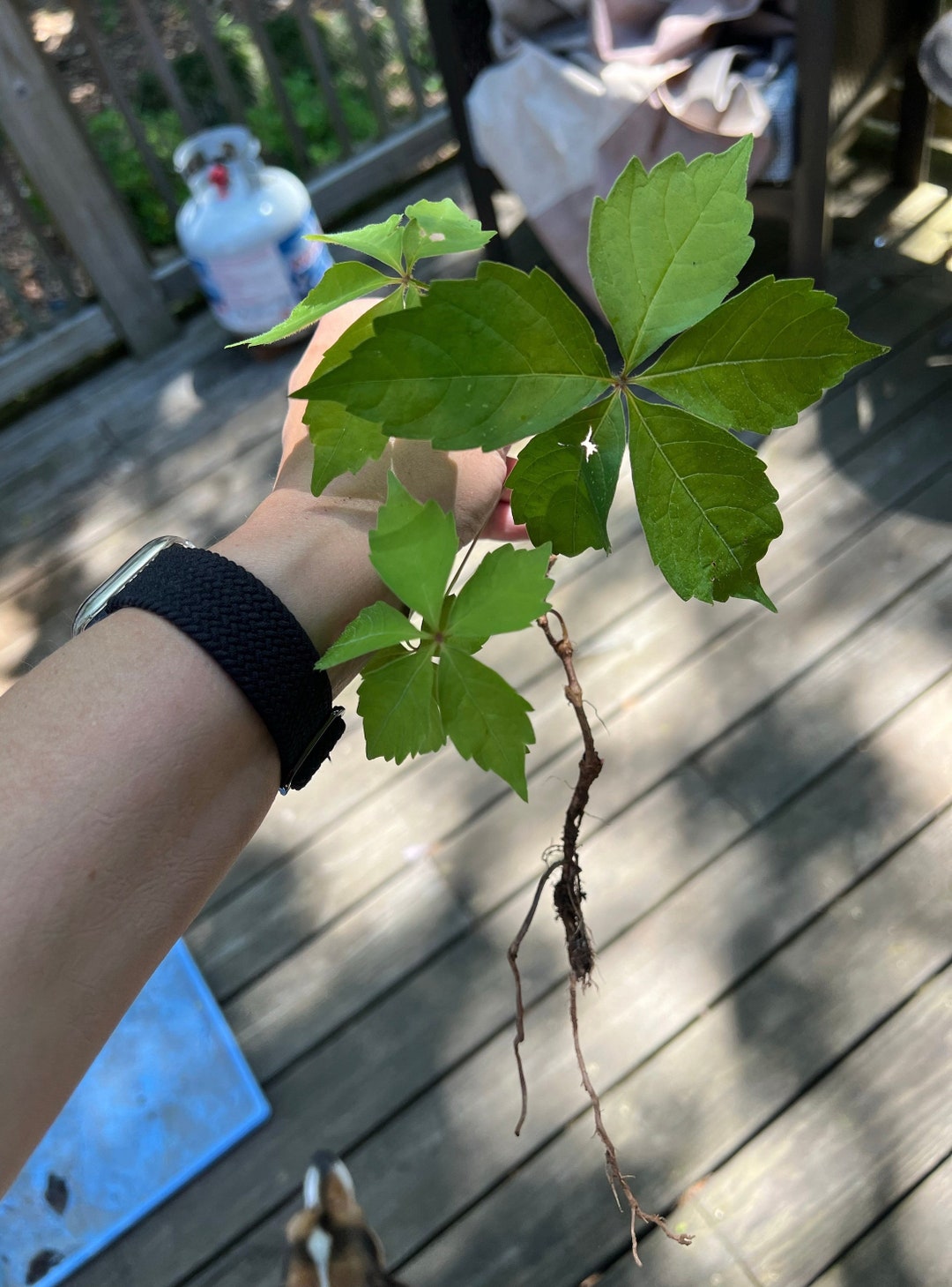 10 Rooted Virginia Creeper Vines Climbing, Trellising, Hardy Plant-live ...