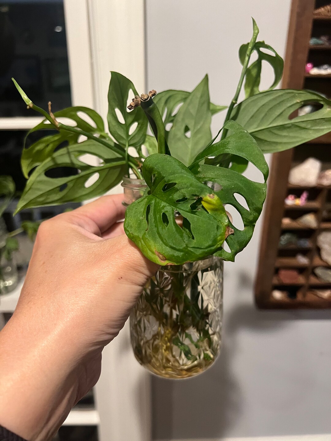 6 Swiss Cheese Plant Rooted Cuttings - Etsy