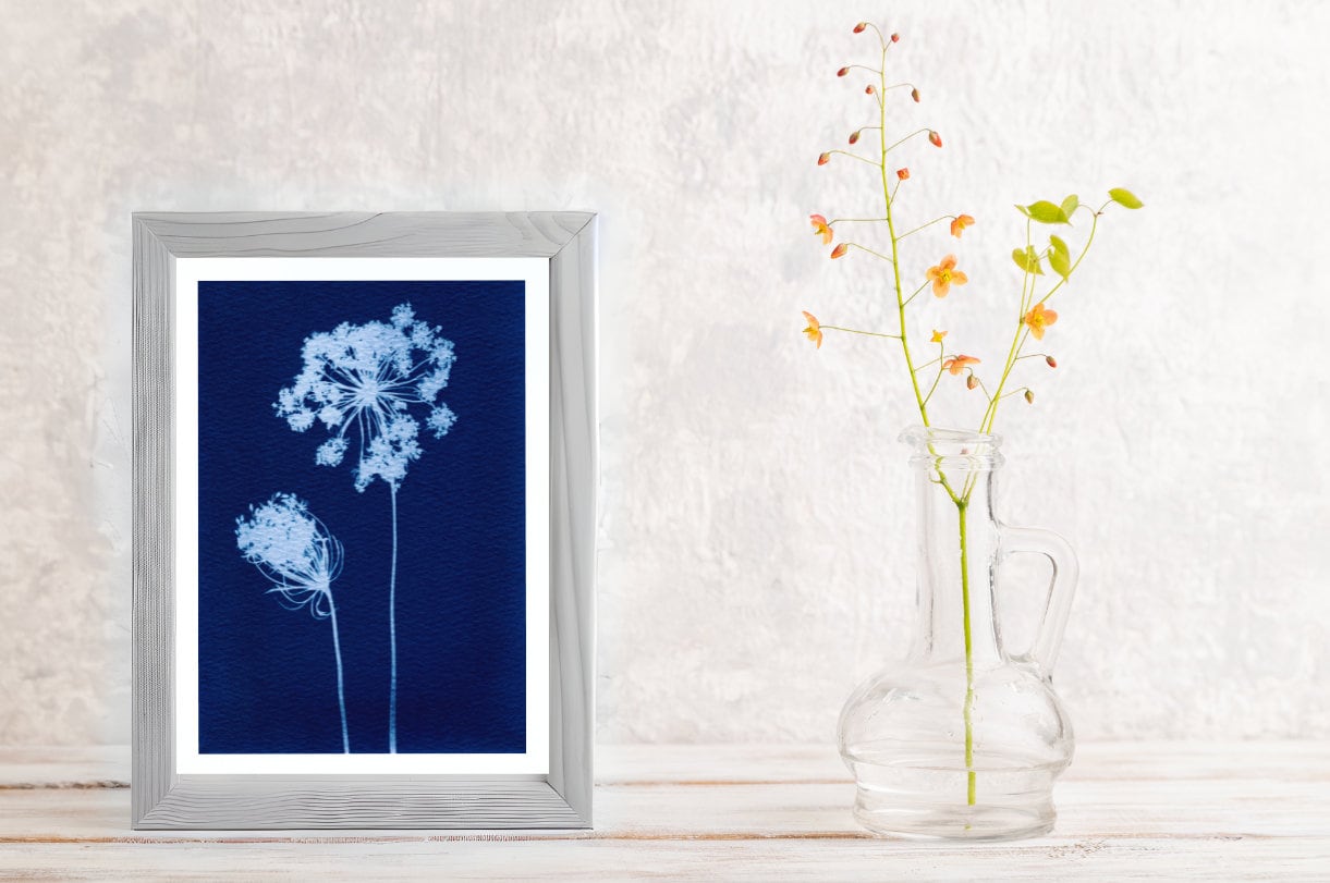 Queen Anne's Lace, Cyanotype, Cyanotype Print, Botanical Art, Art ...
