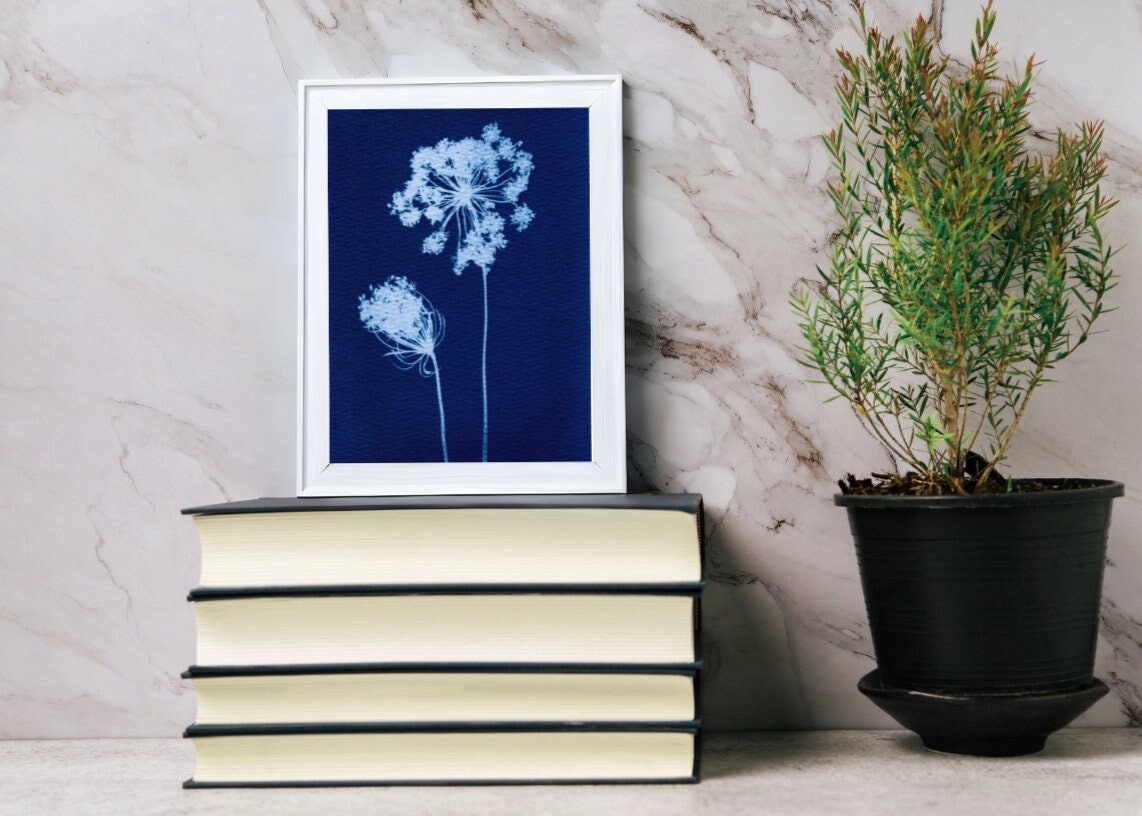 Queen Anne's Lace, Cyanotype, Cyanotype Print, Botanical Art, Art ...