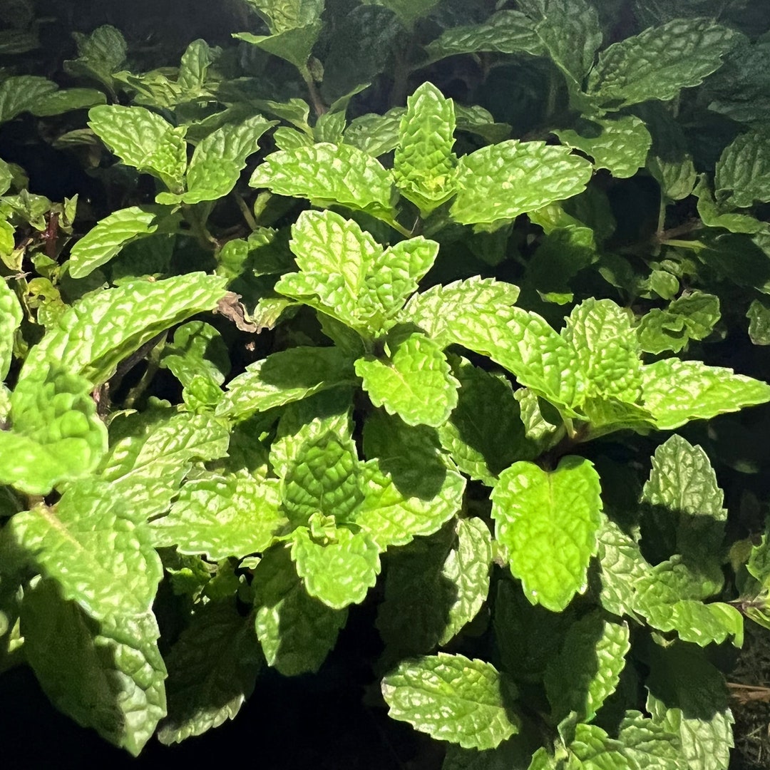 400 Peppermint Seeds Mentha Mint Non-gmo Heirloom Perennial Herb - Etsy
