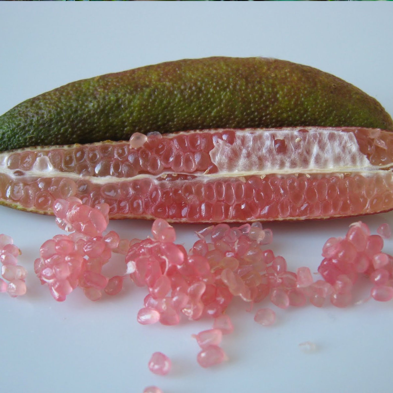 9 Pink Red Finger Lime Tree Seeds, Australian Finger Lime, Citron ...