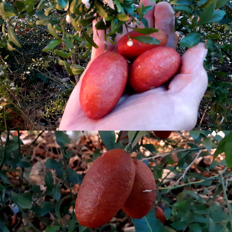 5 AUSTRALIAN BLOOD Lime Tree Seeds - Etsy