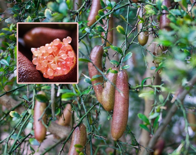 9 Pink Red Finger Lime Tree Seeds, Australian Finger Lime, Citron ...