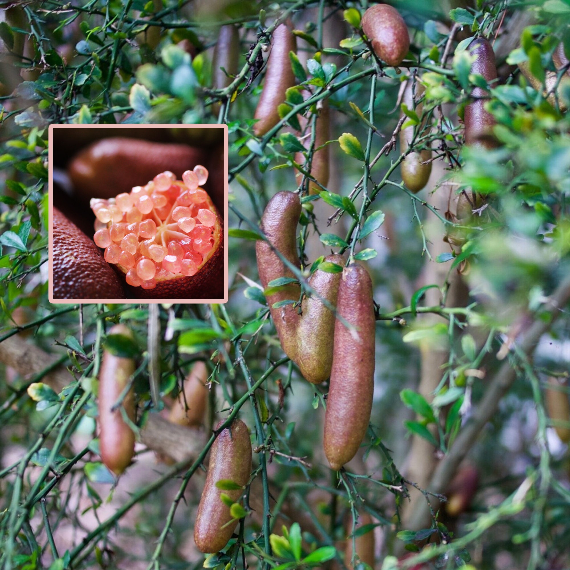 9 Pink Red Finger Lime Tree Seeds, Australian Finger Lime, Citron ...
