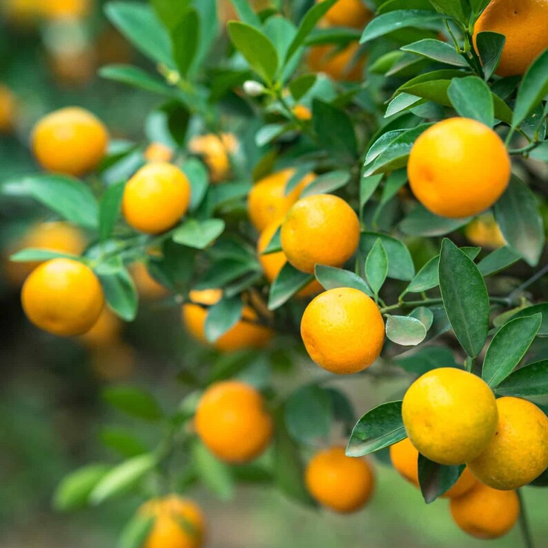 15 Calamondin Citrus, Calamansi Seeds for Planting, - Etsy
