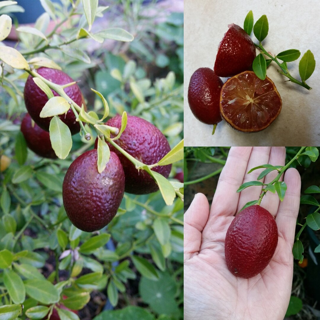 5 AUSTRALIAN BLOOD Lime Tree Seeds - Etsy