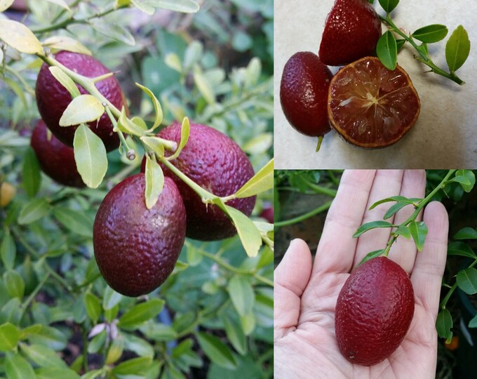 5 AUSTRALIAN BLOOD Lime Tree Seeds - Etsy