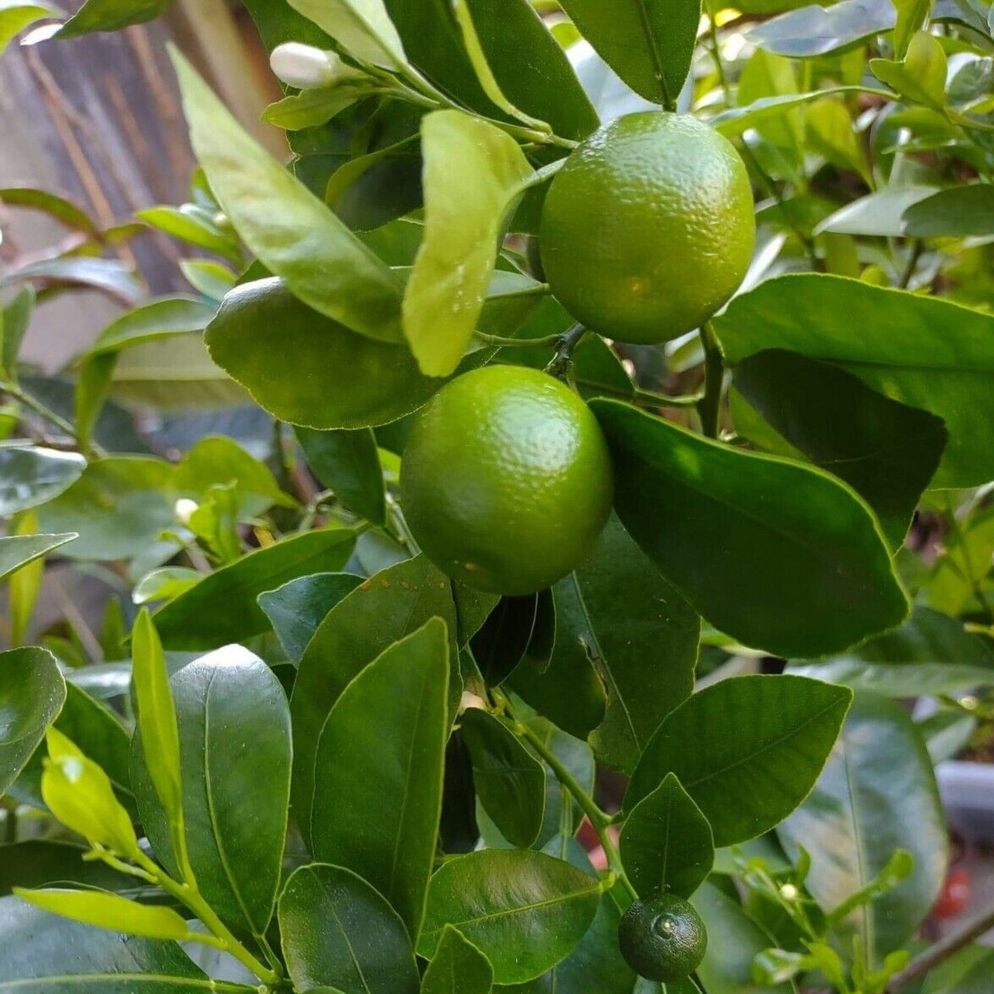 15 Calamondin Citrus, Calamansi Seeds for Planting, - Etsy