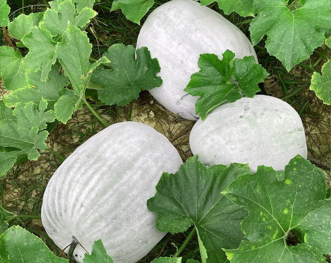 50+ Indian Ash Gourd, Wax Gourd White Winter Melon Seeds for Planting ...