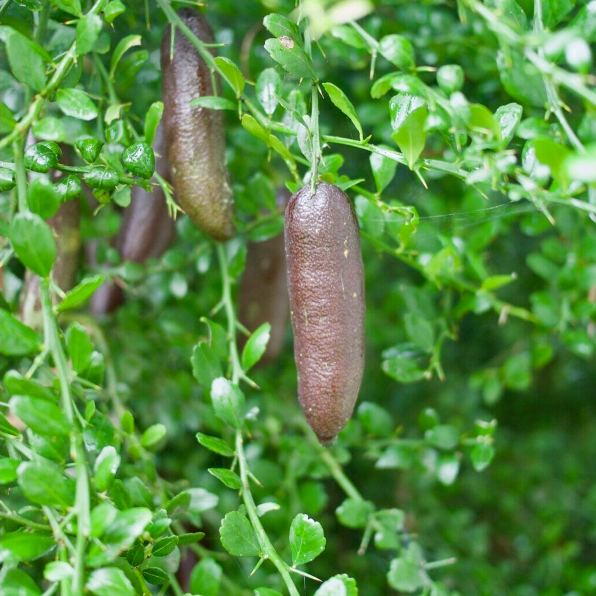 9 Pink Red Finger Lime Tree Seeds, Australian Finger Lime, Citron ...