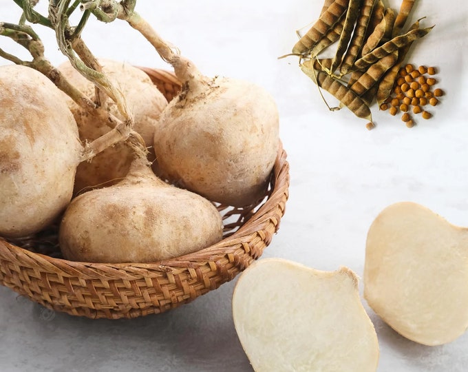 20 Seed Potato Bean Pachyrhizus Erosus Yam Bean Mexican Potato Seeds ...