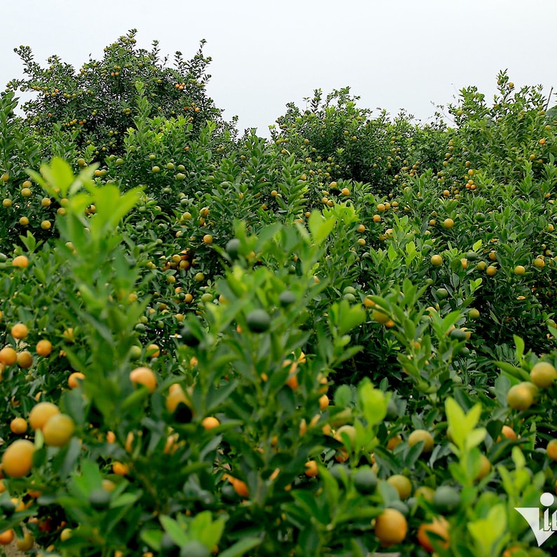 15 Calamondin Citrus, Calamansi Seeds for Planting, - Etsy