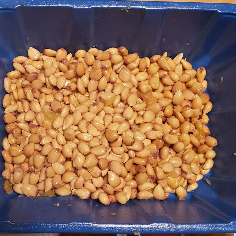 15 Calamondin Citrus, Calamansi Seeds for Planting, - Etsy