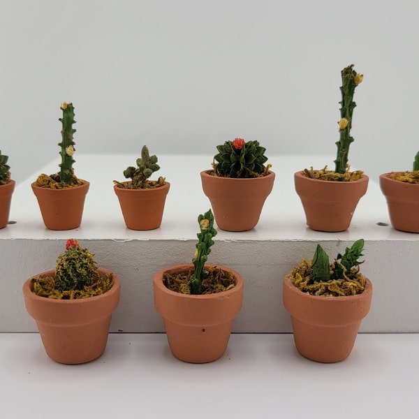 Miniature Cactus - Etsy