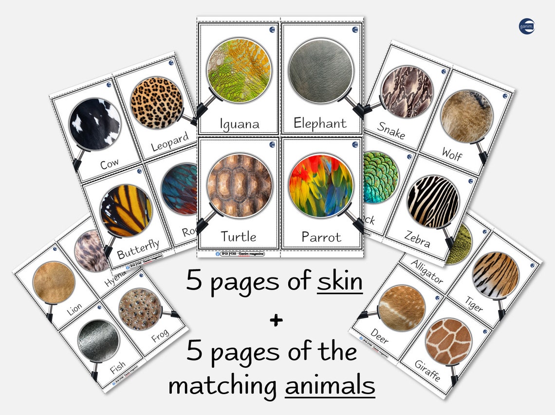 Animal Skin Matching Cards Educational Preschool Printable - Etsy