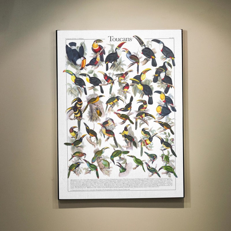Toucan Poster - Etsy