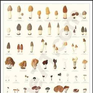 Morels & Co Poster | (morchella, Verpa, Helvella, Gyromitra, Otidea ...