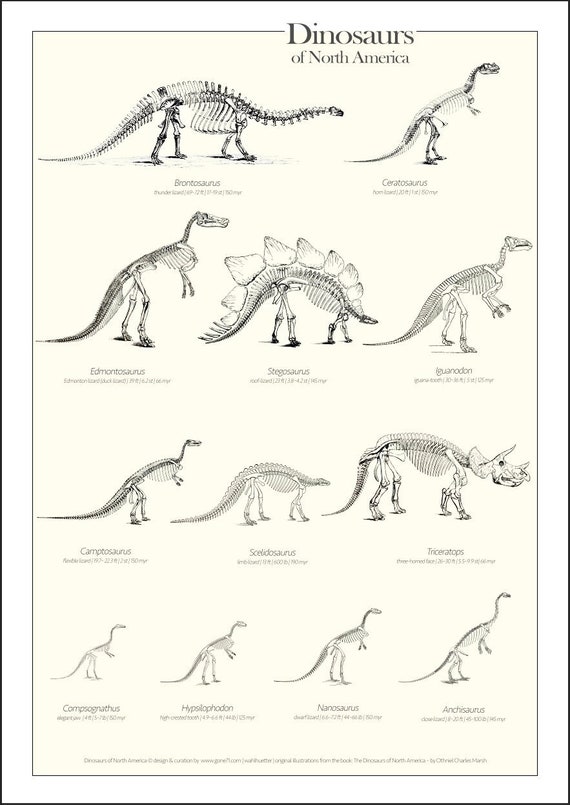 Dinosaur Skeleton Chart