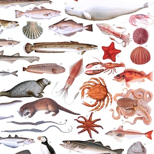 Marine Life in Norway - Etsy