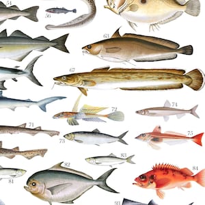 Skandinaviska Fiskar | Scandinavian Fish | Skandinavische Fische ...