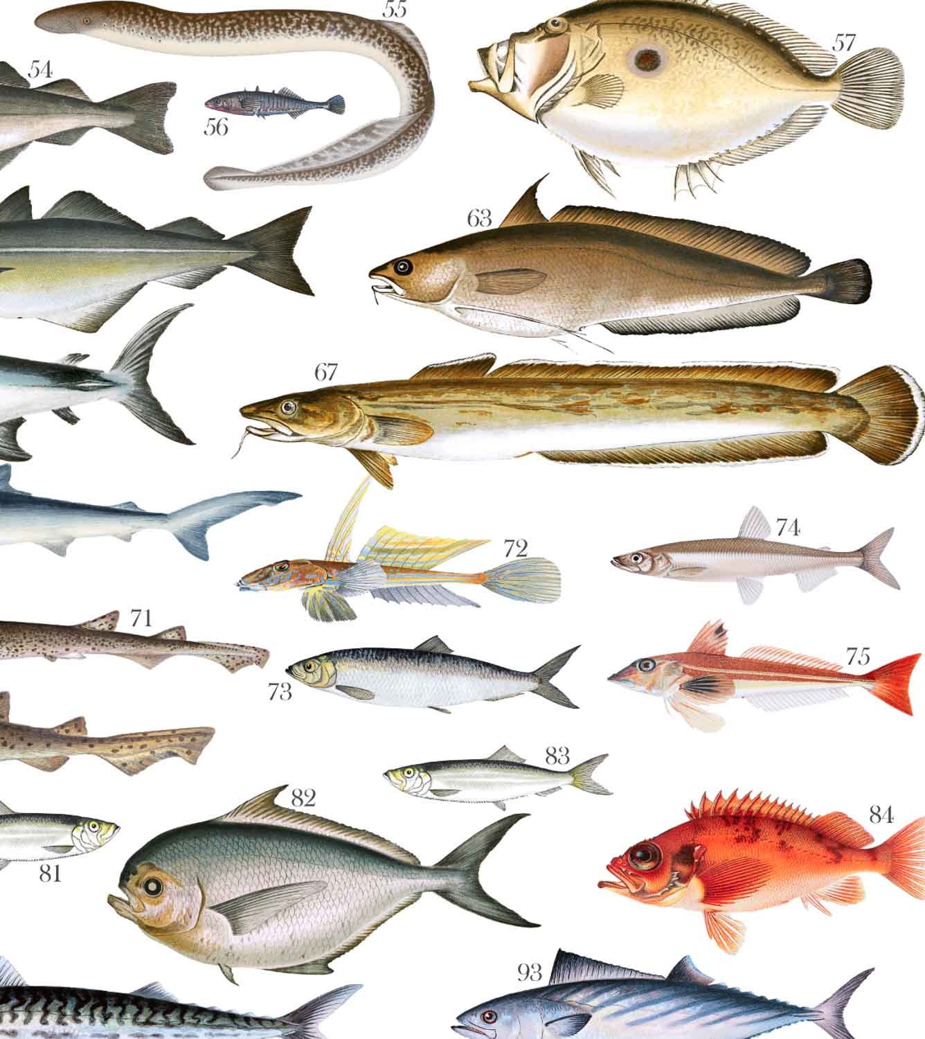 Skandinaviska Fiskar Scandinavian Fish Skandinavische Fische Poster - Etsy