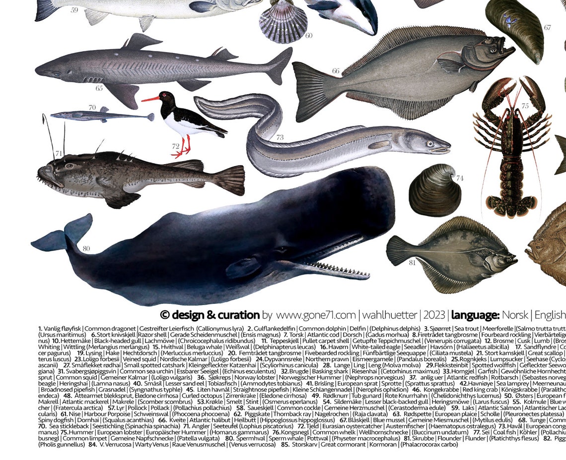 Marine Life in Norway - Etsy