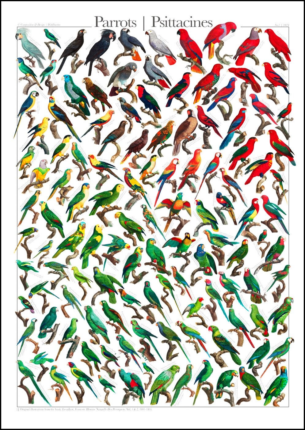 Parrots | Psittacines (digital Poster) – Macaw, Lorikeet, Parakeet ...