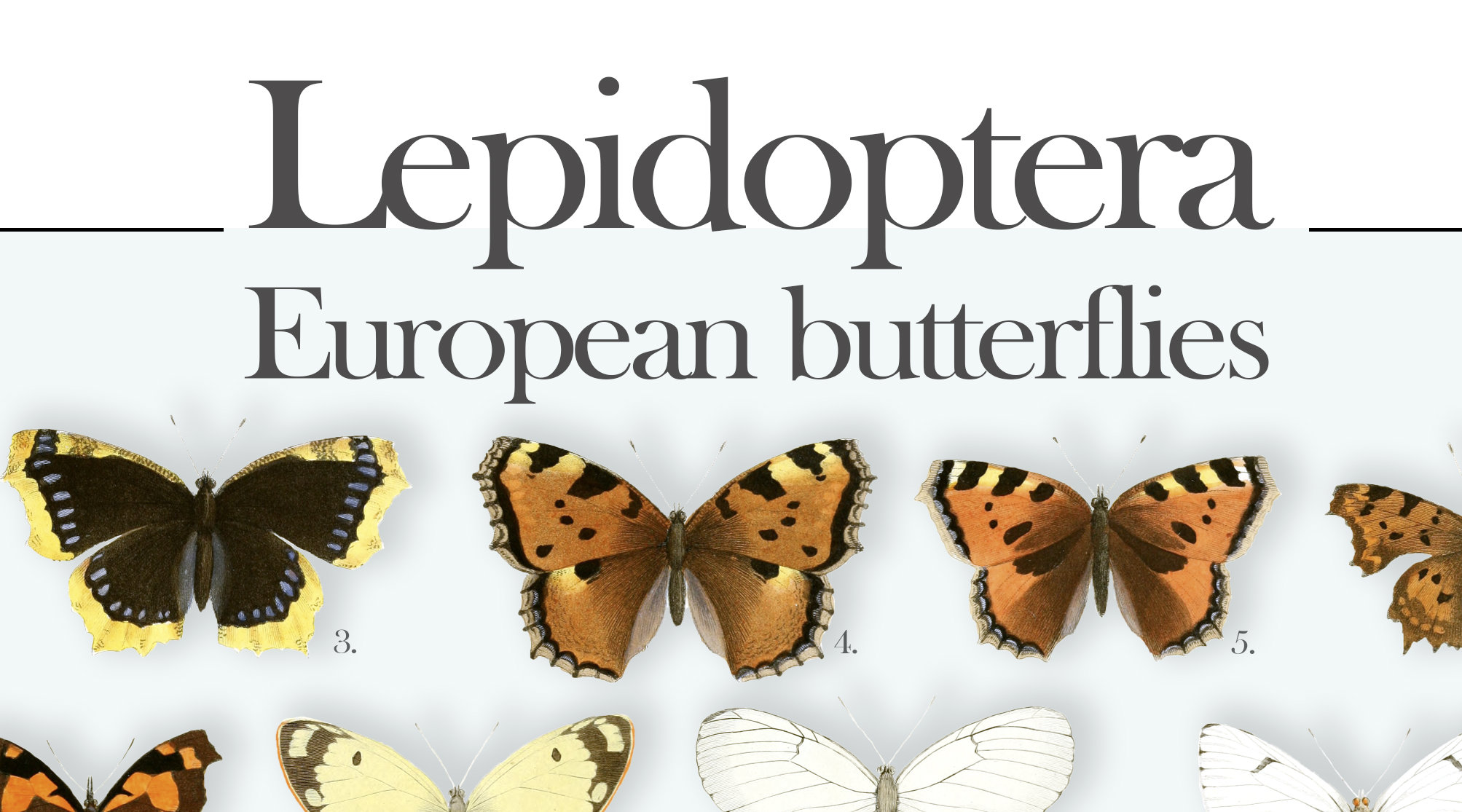European Butterflies | Lepidoptera | Digital Poster (peacock, Admiral ...