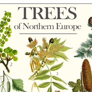 Trees of Northern Europe - Etsy