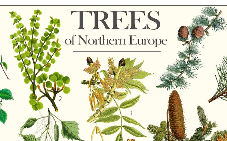 Trees of Northern Europe - Etsy
