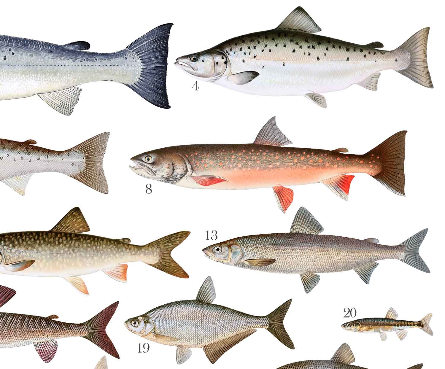 Skandinaviska Fiskar | Scandinavian Fish | Skandinavische Fische ...