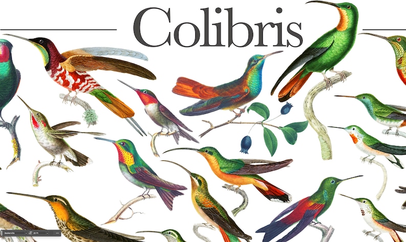 Colibris Hummingbirds Trochilidae: digital Poster DIN A1 Avian Beauty ...