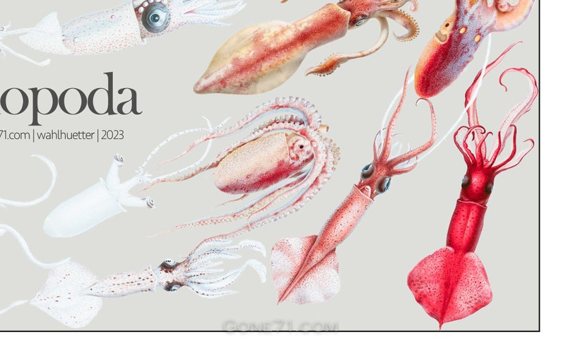 Cephalopoda (octopus) | Digital Poster | high Resolution Download - Etsy